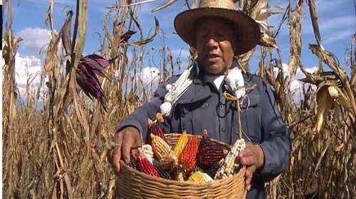 Inicia Encuentro Indígena Sobre El Universo De La Milpa Agronoticias